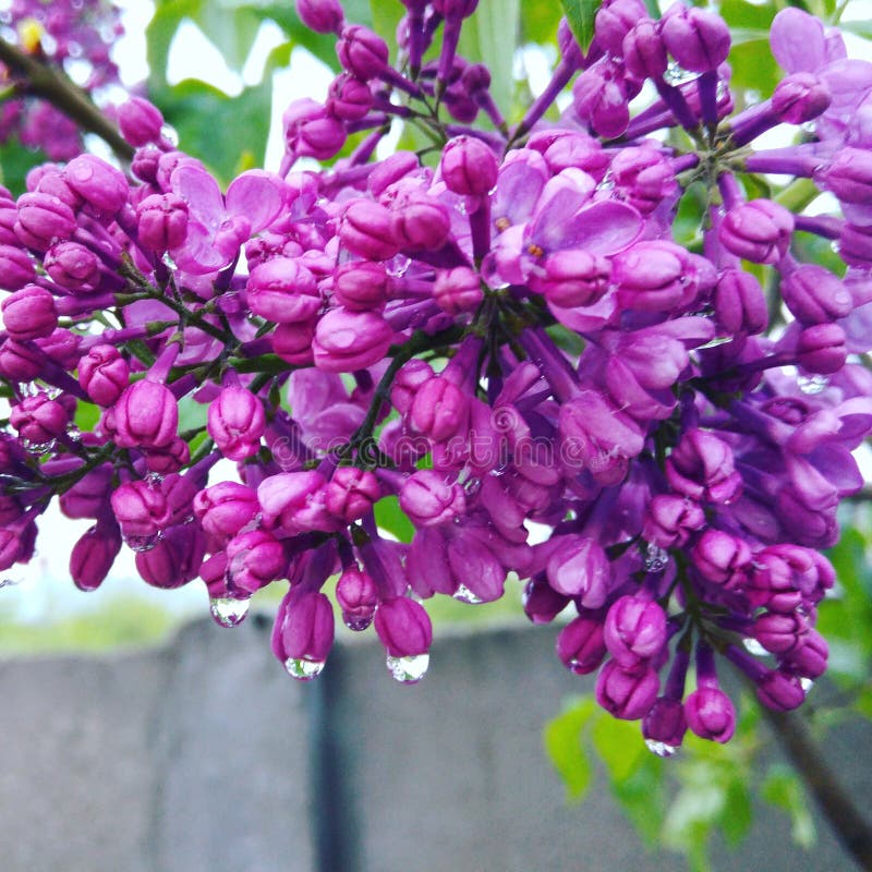 Spring lilac flower stock image. Image of cluster, gardening - 93088585
