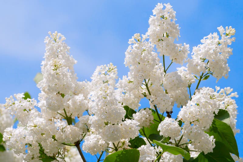 Spring lilac flowers stock photo. Image of growth, floral - 20891510