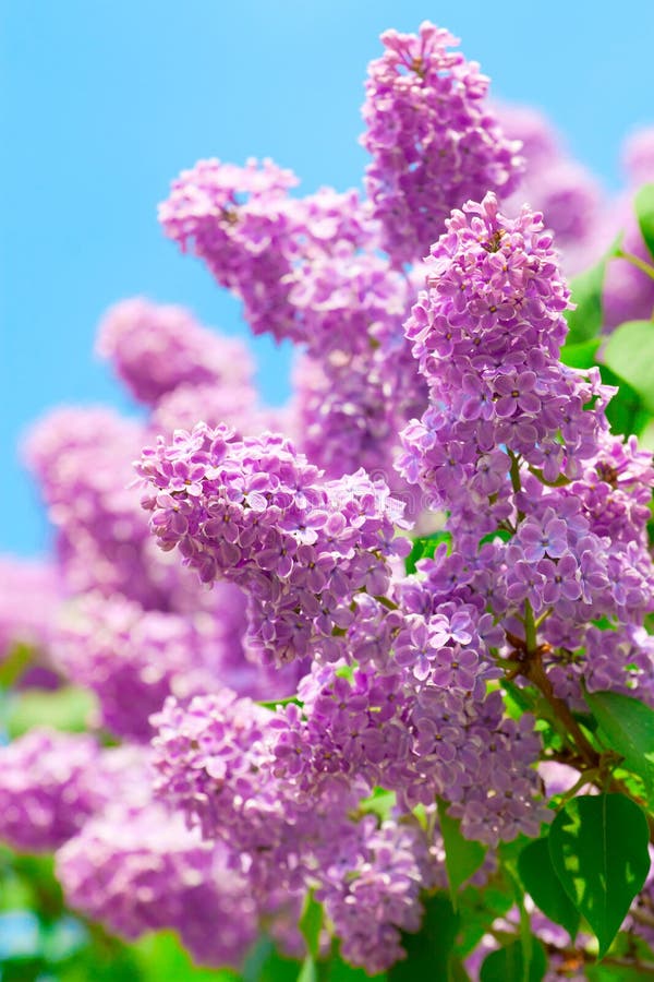 Spring lilac flowers stock image. Image of horizontal - 23712935