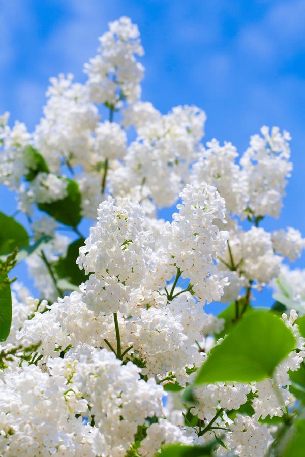 Spring lilac flower stock photo. Image of botanical, abstract - 19509956