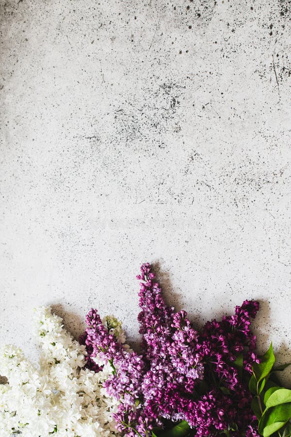 Spring Lilac Flowers on Grey Background Decorative Border Copy Space ...