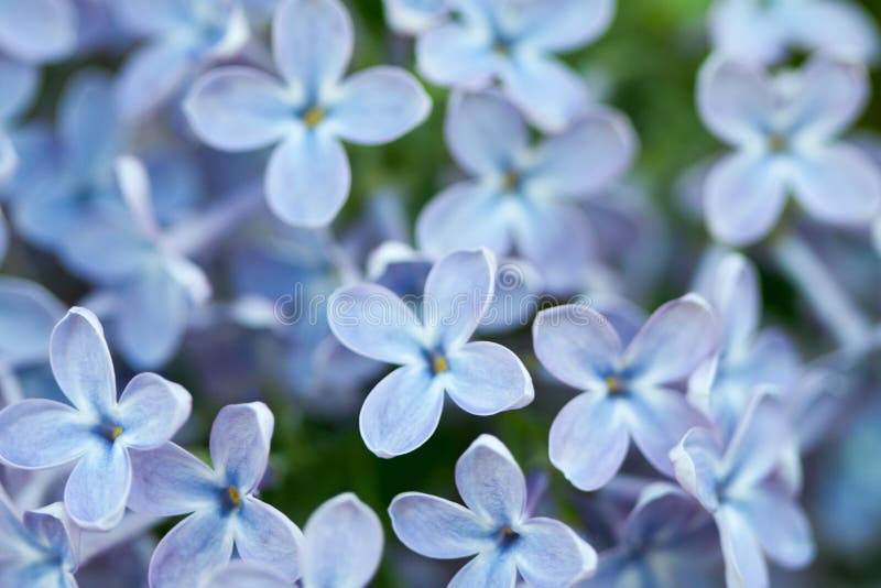 Natural lilac background stock image. Image of macro - 135913447