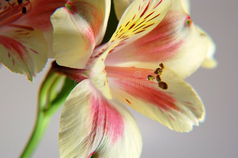 Spring lilies II stock photo. Image of delicate, studio - 643450