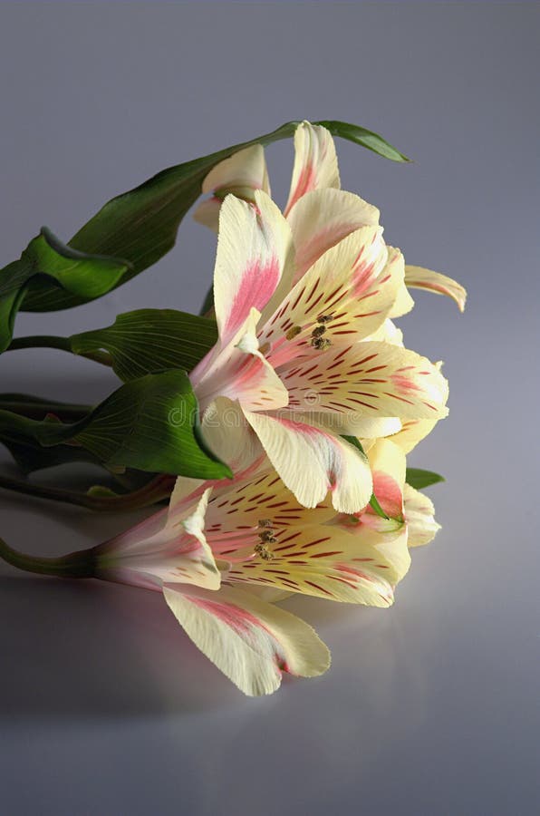 Spring lilies III stock photo. Image of bunch, yellow, bouquet - 643452