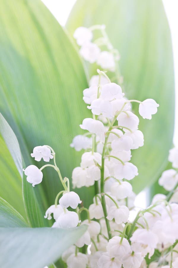 Spring lilies stock image. Image of floral, head, majalis - 31523005