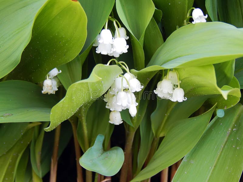 Spring Lilies of the Valley in a Forest Glade Stock Image - Image of ...