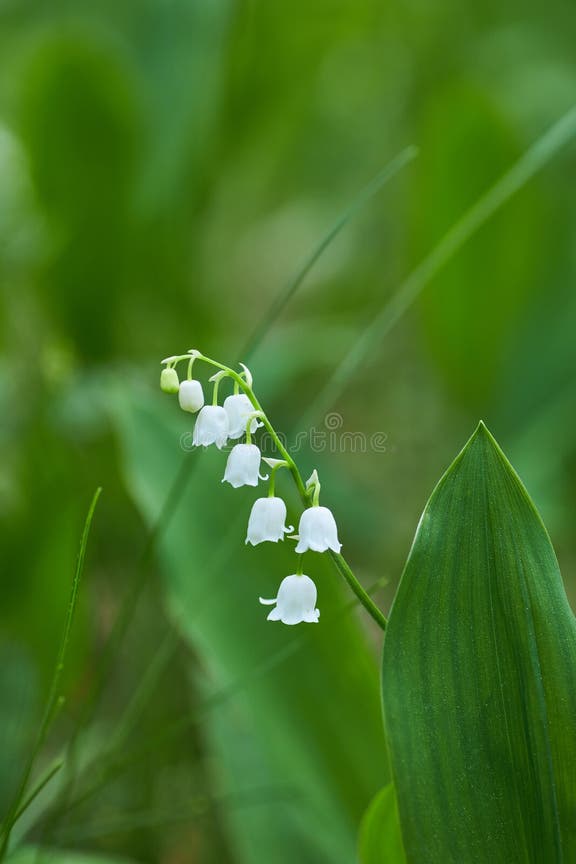 Spring Lilies of the Valley among the Forest Stock Photo - Image of ...