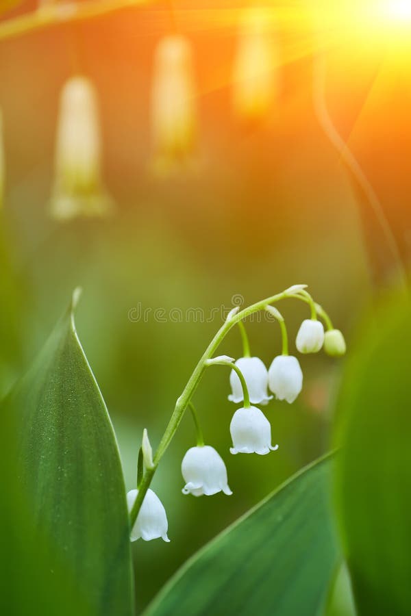 Spring Lilies of the Valley among the Forest Stock Image - Image of ...