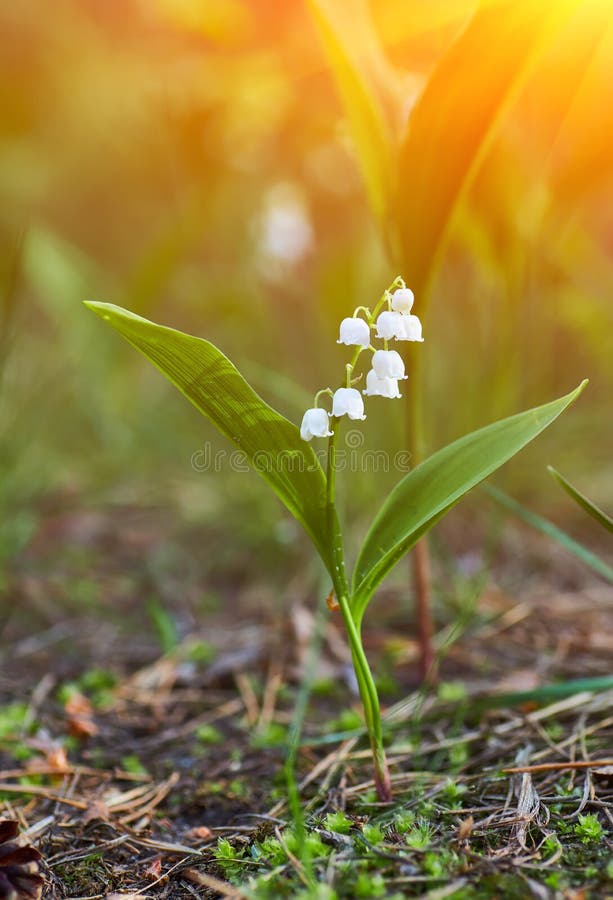 Spring Lilies of the Valley among the Forest Stock Image - Image of ...