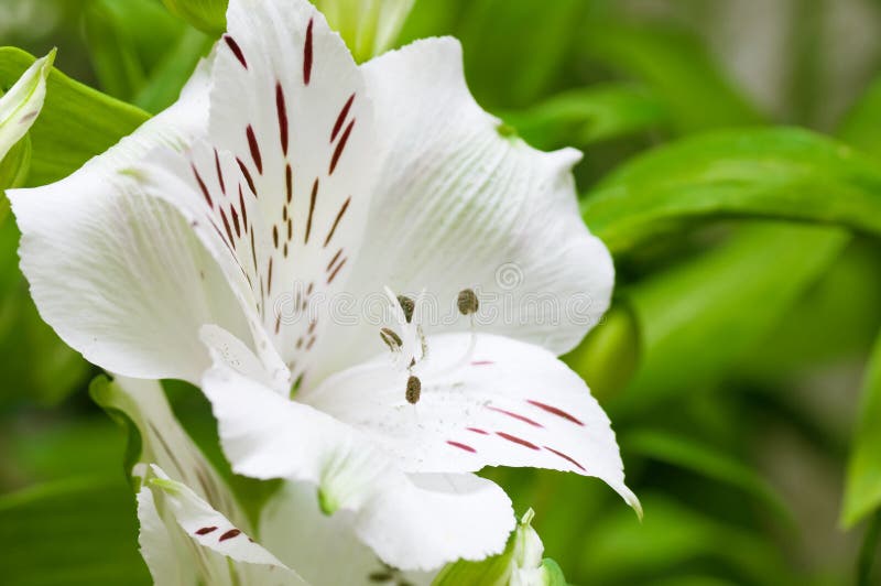 Spring lily flowers stock image. Image of green, outdoors - 31082161