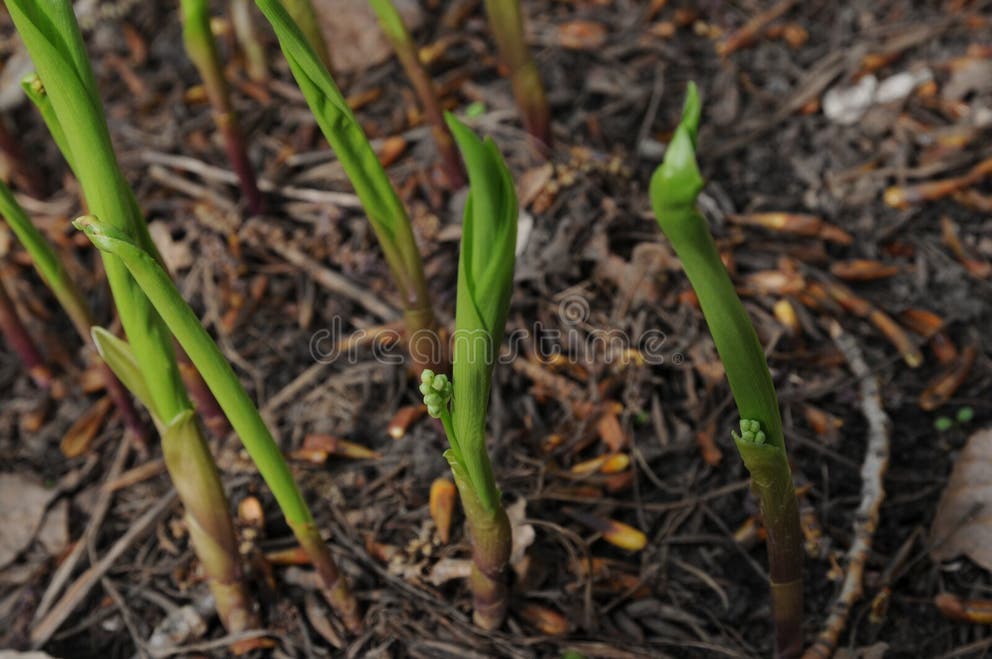 Spring Lily Sprouts Growing Out from the Ground Stock Photo - Image of ...