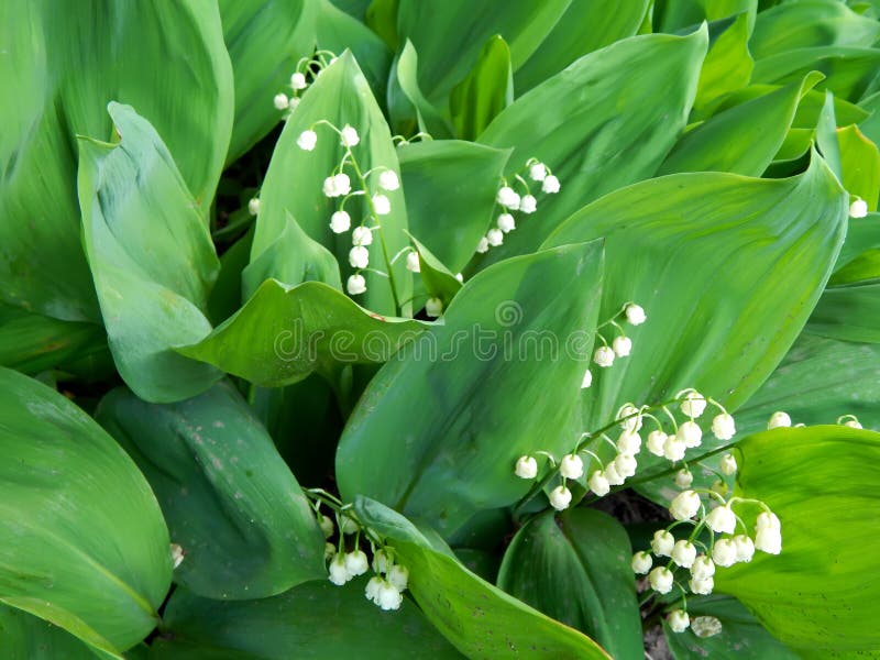 Spring lily of the valley stock image. Image of plant - 81046523