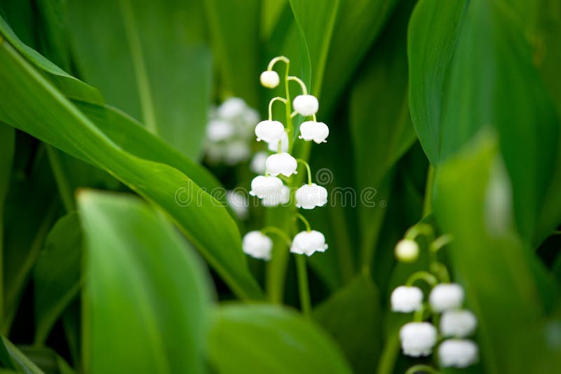 Spring Lily of the Valley Flower Stock Image - Image of spring, garden ...