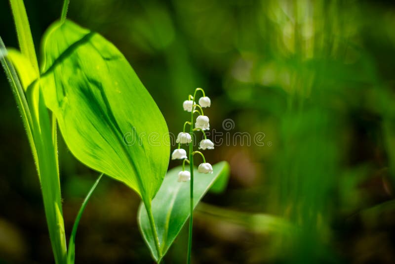 Spring Lily of the Valley is Fragrant in the Dense Forest 3 Stock Photo ...