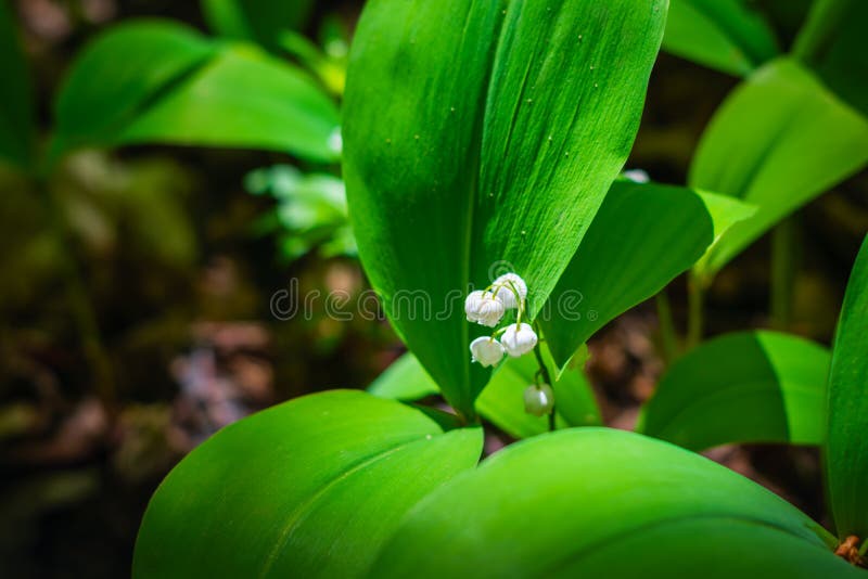 Spring Lily of the Valley is Fragrant in the Dense Forest 9 Stock Photo ...