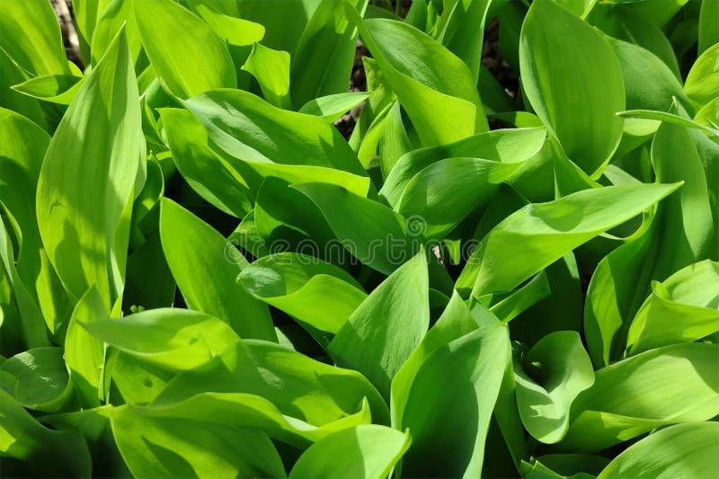 Spring Lily of the Valley Leaves in Spring Stock Photo - Image of plant ...