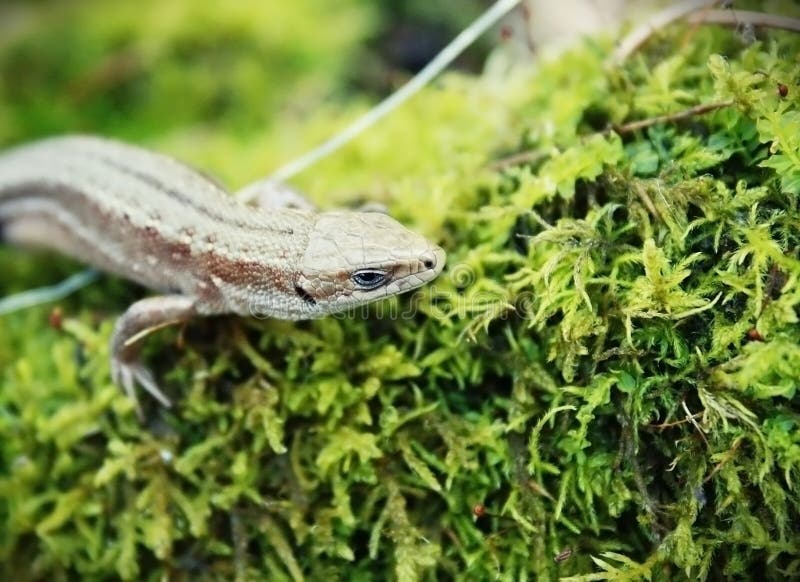 First Lizards in Warm Spring Stock Photo - Image of lizards, turtle ...