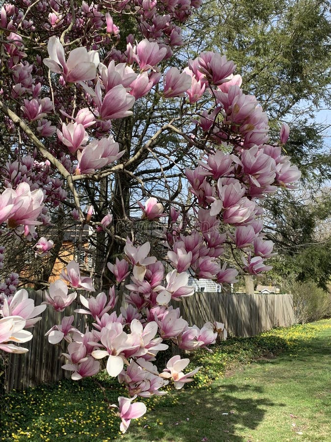 Spring in Long Island, New York State, USA Stock Image - Image of ...