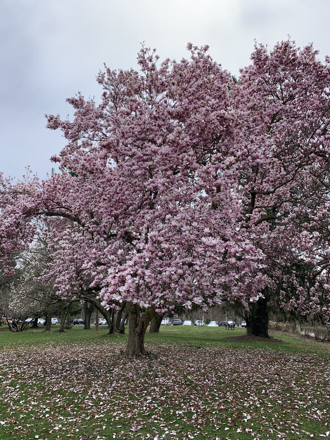 Spring in Long Island, New York State, USA Stock Image - Image of ...