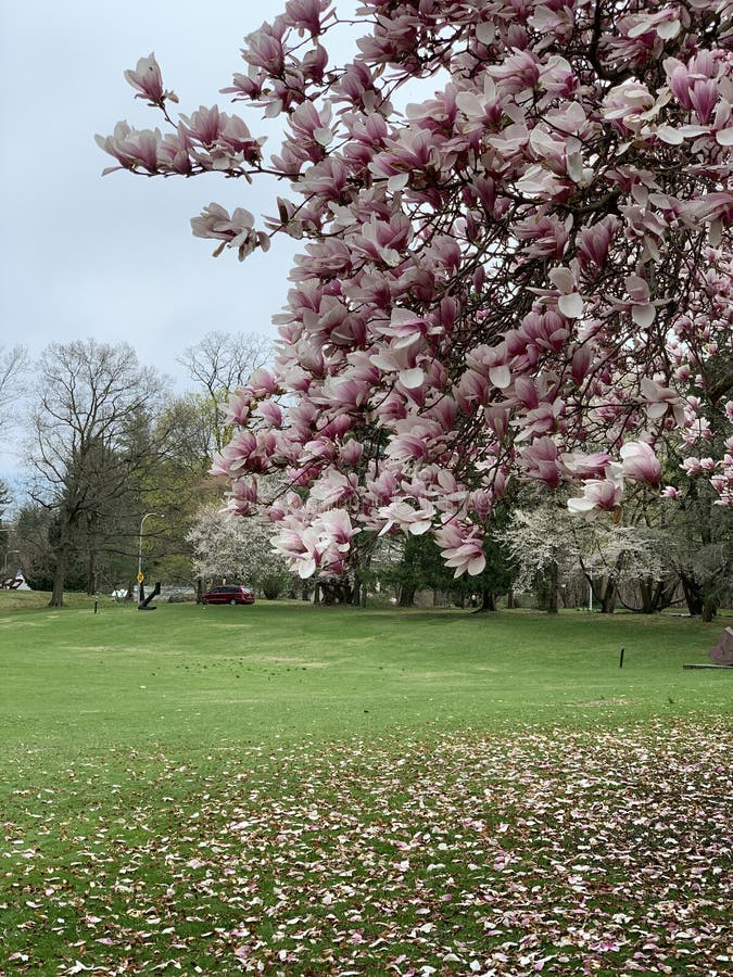 Spring in Long Island, New York State, USA Stock Photo - Image of ...