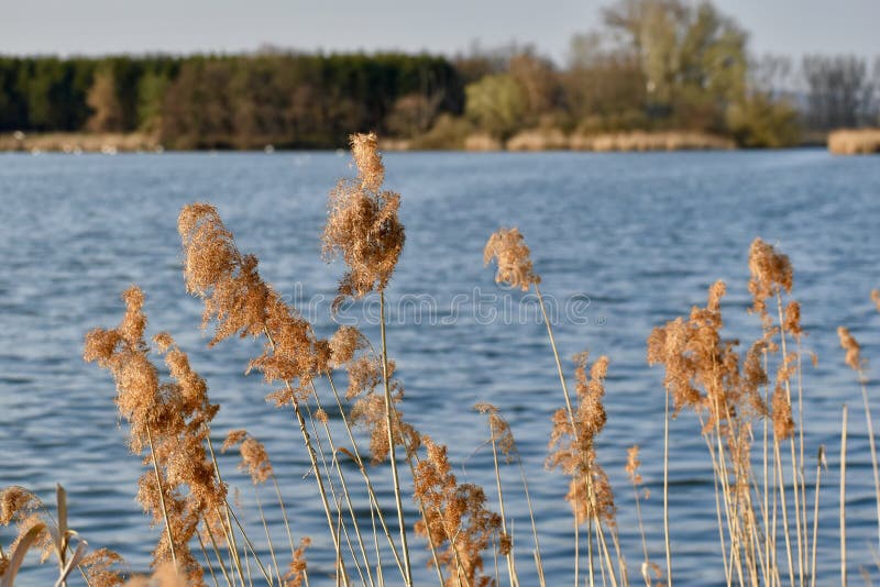 Spring long walk stock photo. Image of happy, czech - 179150370