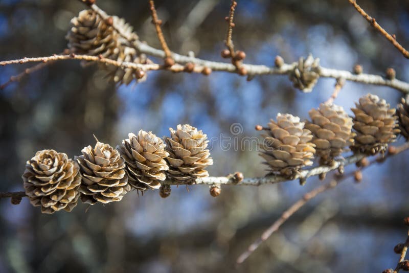 In the Spring, a Lot of Cones Grow on a Pine Tree on a Branch in the ...