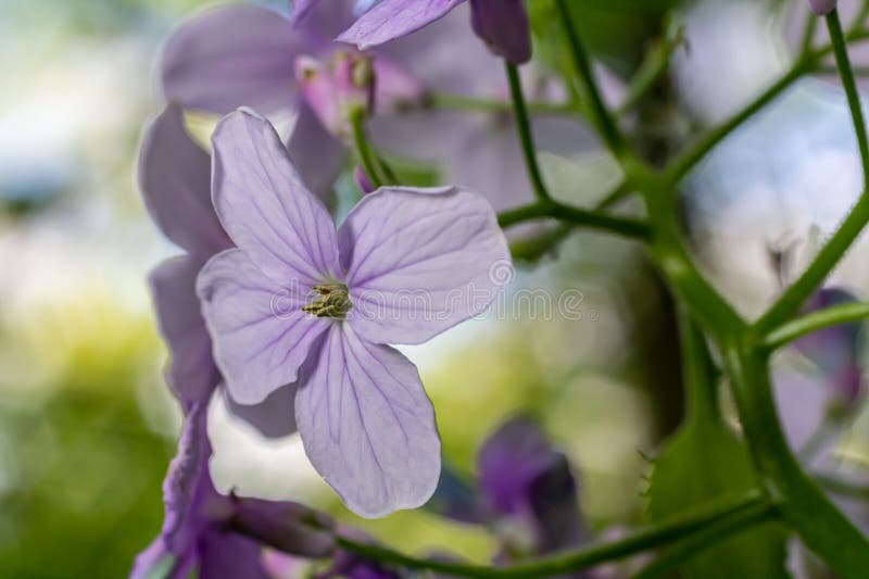 In Spring, Lunaria Rediviva Blooms in the Wild in the Forest Stock ...