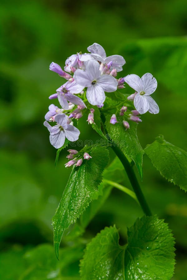 In Spring, Lunaria Rediviva Blooms in the Wild in the Forest Stock ...