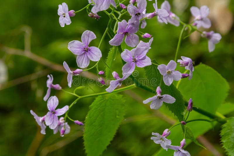 In Spring, Lunaria Rediviva Blooms in the Wild in the Forest Stock ...