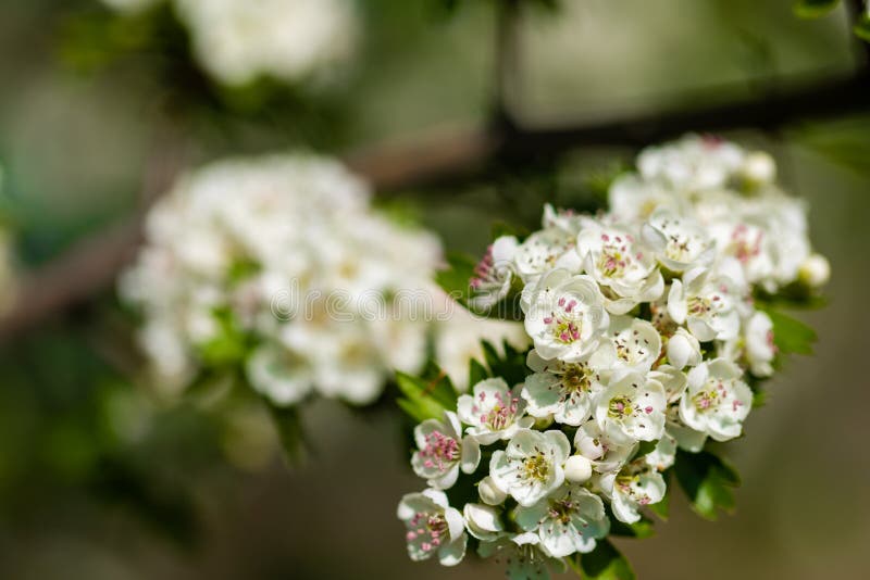 Spring in Maastricht with a Tree in Full Blossom Stock Image - Image of ...
