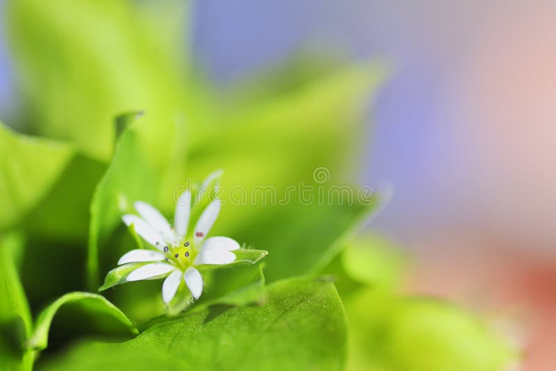 Spring macro flower stock image. Image of natural, leaf - 18164685