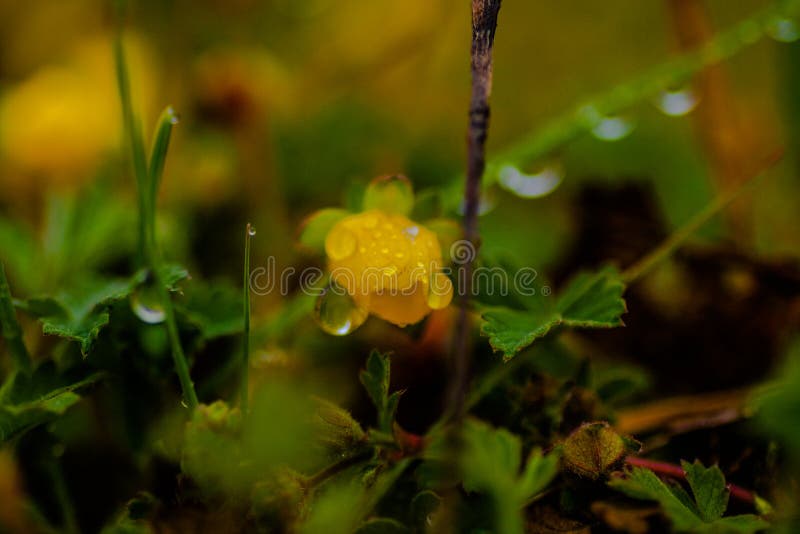 Spring. Macro flowers stock image. Image of natural, colored - 90888071