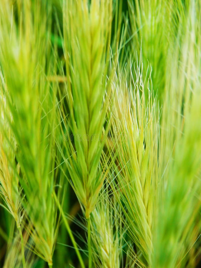 Spring Macro Photography of Green Grain Stock Image - Image of flour ...