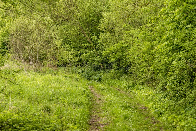 A Path Leading through an Extremely Dense Forest in a Valley among ...