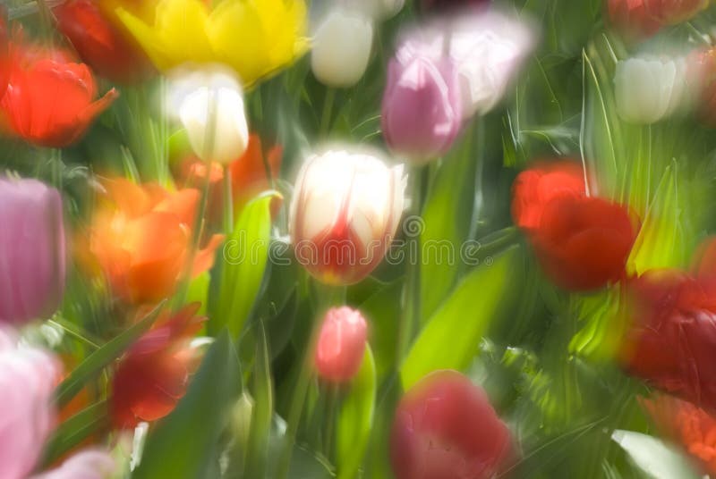 Spring magic stock photo. Image of nature, glamor, dynamic - 695382