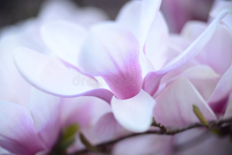 Spring Magnolia in Boston Massachusetts Back Bay Stock Image - Image of ...