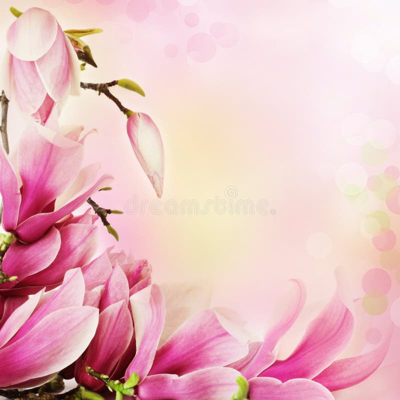 Spring Magnolia Flowers Border Stock Photo - Image of natural, bloom ...