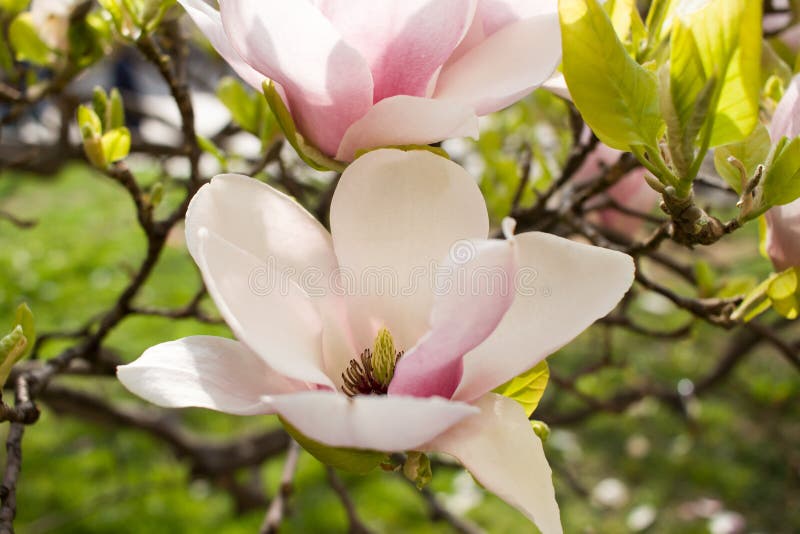 Spring Magnolia Flowers on the Tree Branch. Stock Image - Image of ...