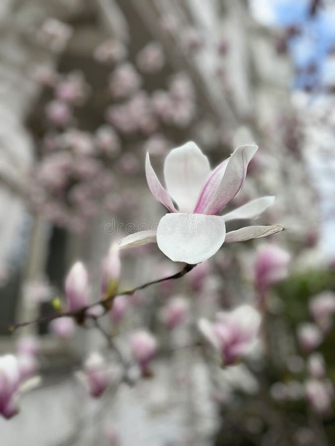 Spring Magnolia Tree with Pink Flowers Stock Photo - Image of blossom ...