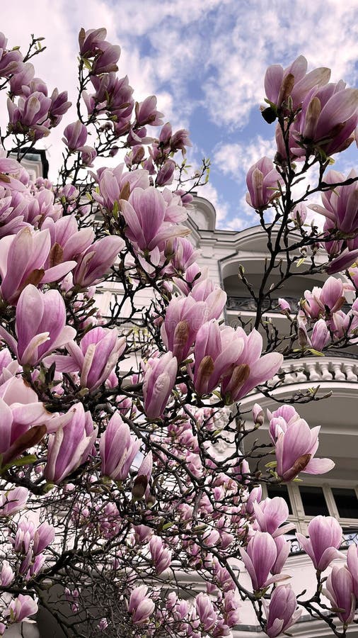 Spring Magnolia Tree with Pink Flowers Stock Image - Image of vertical ...