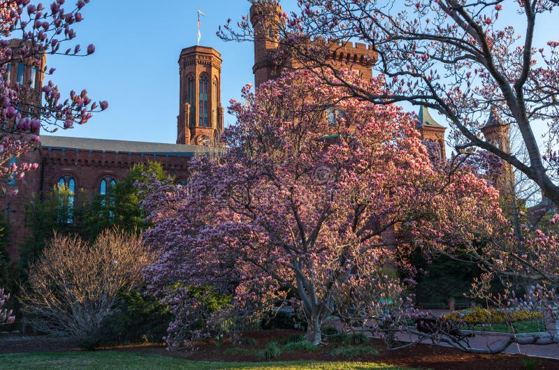 Spring Magnolia Tree Washington DC Stock Image - Image of travel, bloom ...