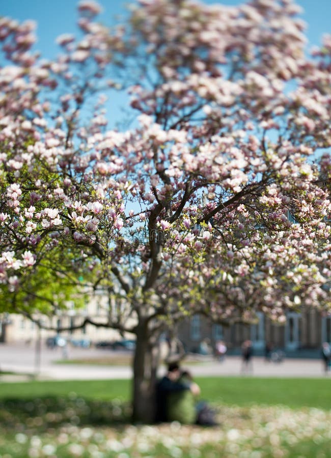 Spring Magnolia Tree. Young Romantic Couple Stock Image - Image of ...