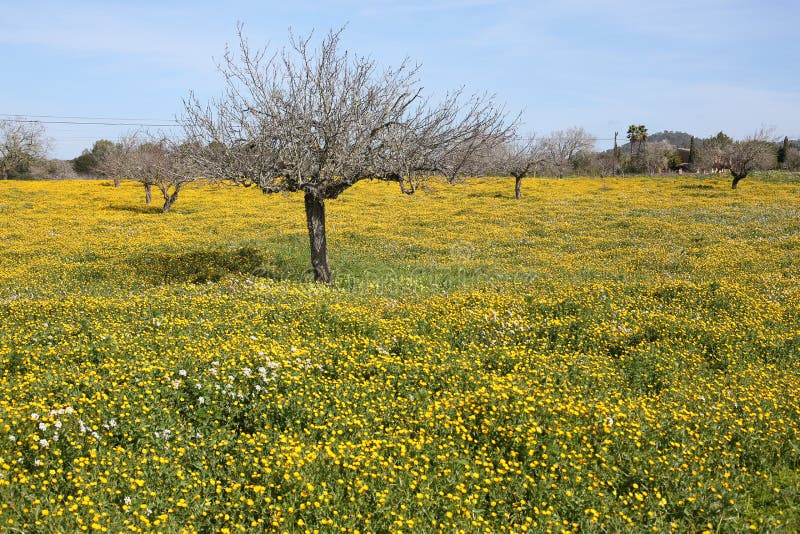 Majorca spring stock photo. Image of balearic, spring - 1938708