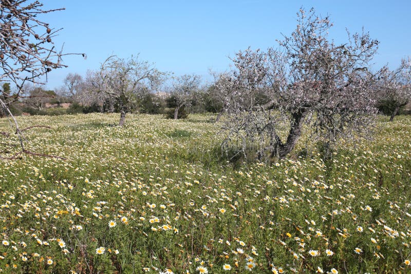 Majorca spring stock photo. Image of balearic, spring - 1938708