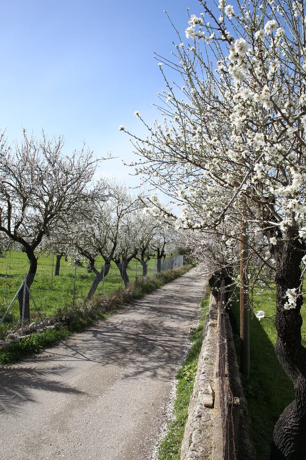 Majorca spring stock photo. Image of balearic, spring - 1938708