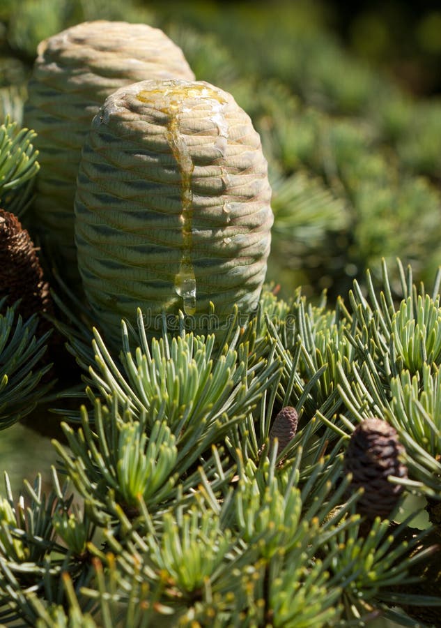 Spring Male Strobile with Resin Stock Photo - Image of cloud, forest ...