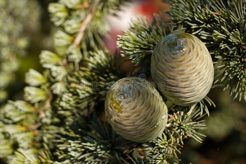 Spring Male Strobile with Resin Stock Photo - Image of coniferous ...