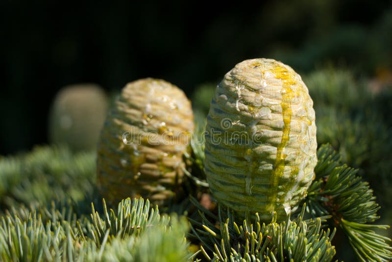 Spring Male Strobile with Resin Stock Photo - Image of fruit ...