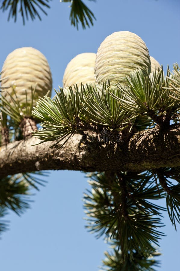 Spring Male Strobile with Resin Stock Photo - Image of nature, tree ...