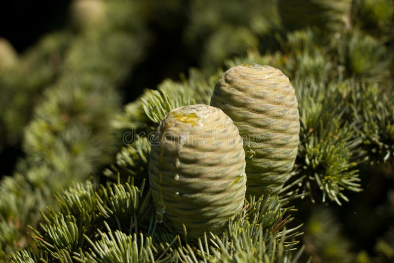 Spring Male Strobile with Resin Stock Photo - Image of fruit ...